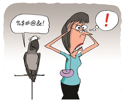 Hamish The African Grey By Malcolm Welshman - Northern Parrots