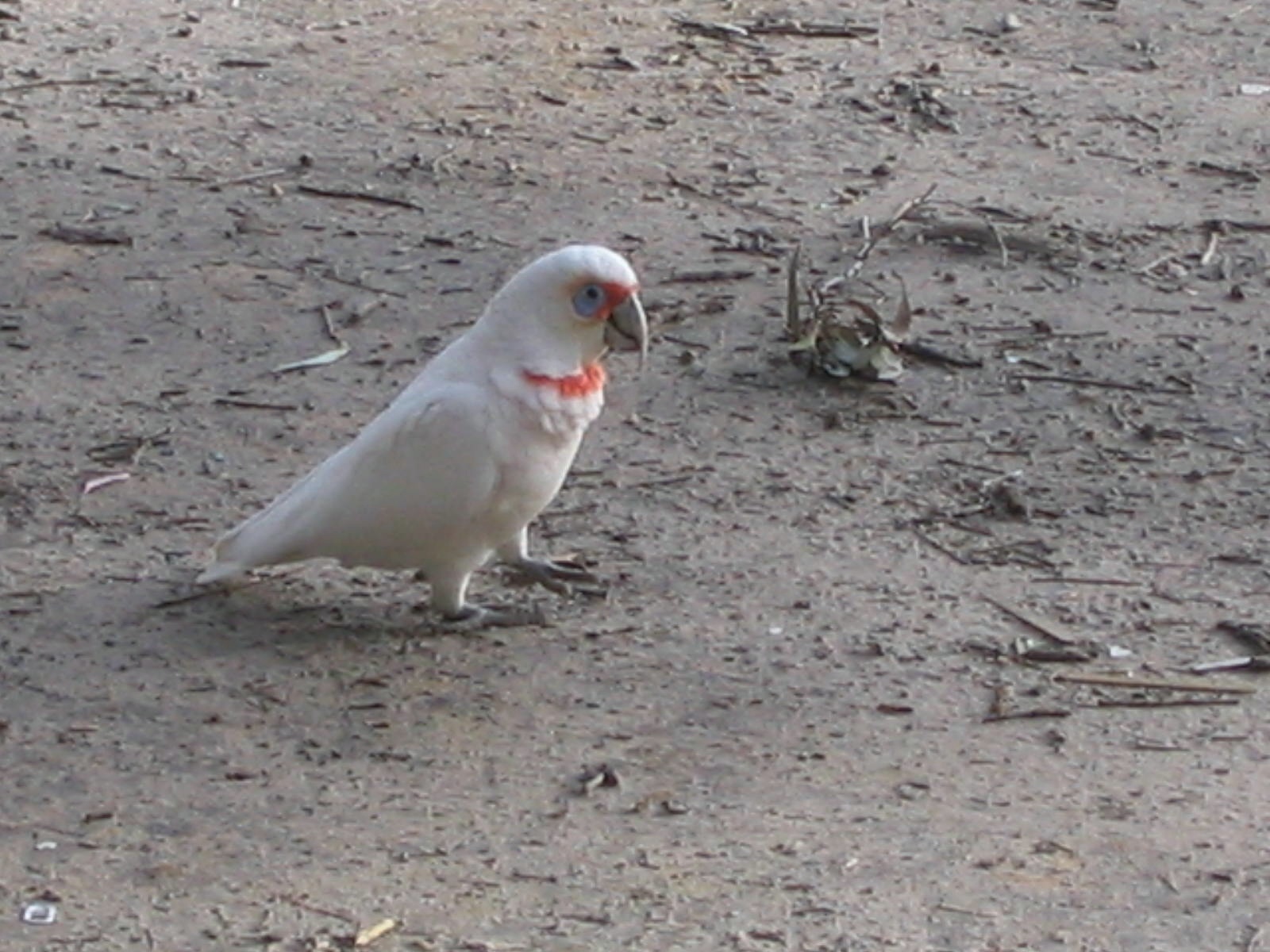 Cockatoo Research Project 2013 Part 1 - Northern Parrots