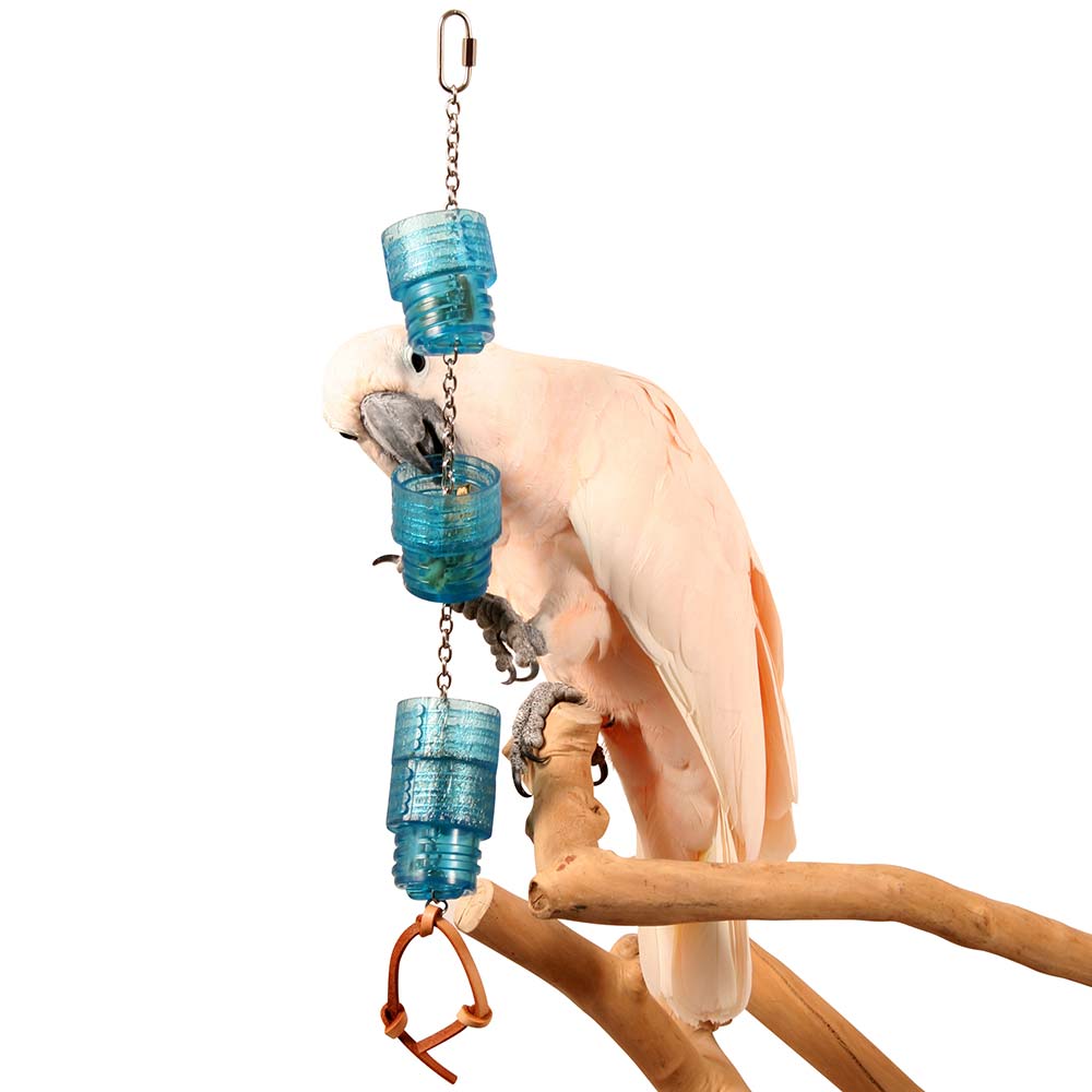 4 Ways To Use Foraging To Get Good Behaviour - Northern Parrots