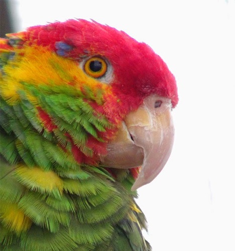 5 Myths About Parrot Behaviour You Need To Know - Northern Parrots