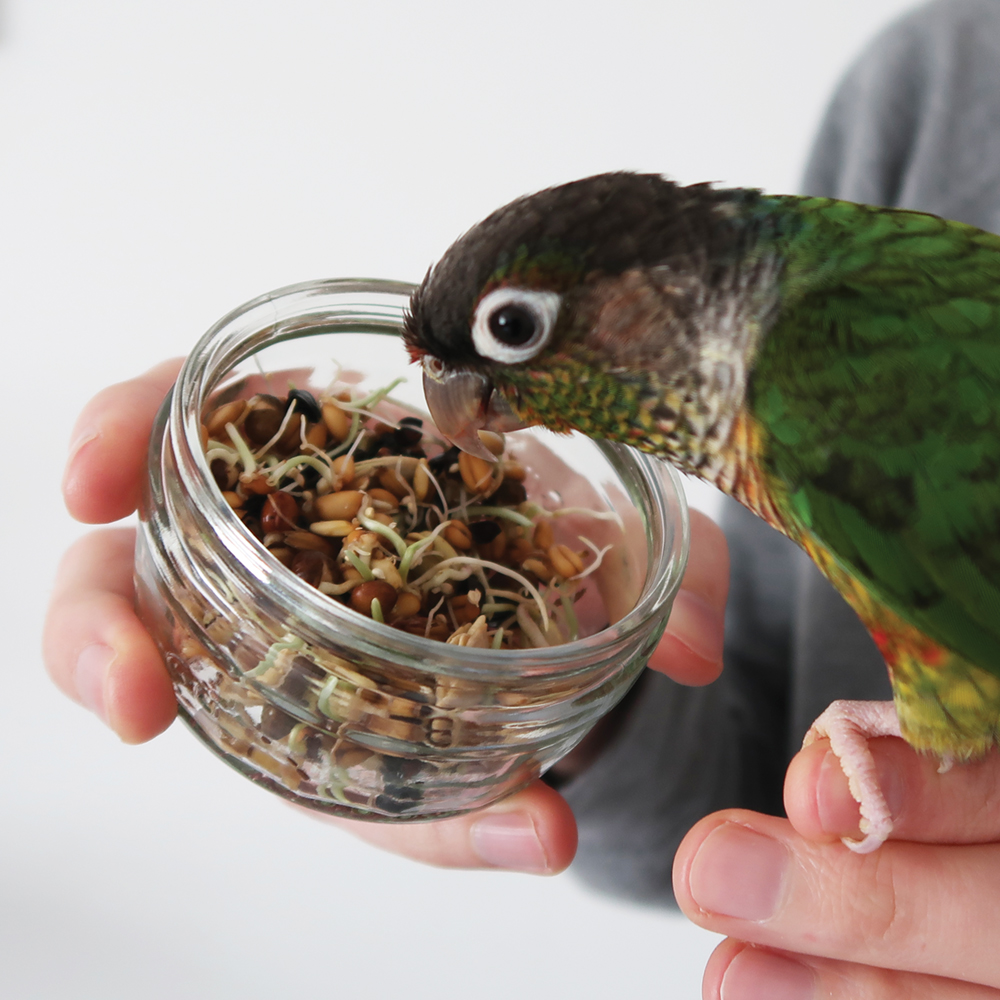Sprouting Seeds - Northern Parrots