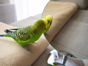 Spring Behaviour in Parrots - Northern Parrots