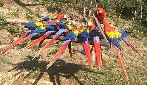 Settling Into Work At The Ara Project In Costa Rica - Northern Parrots