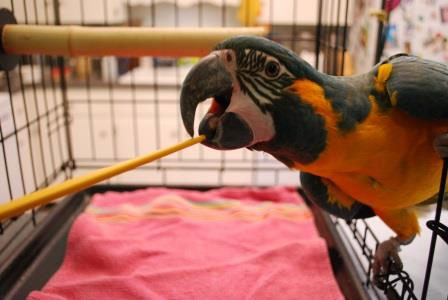 Parrot Training And Handling Guidelines - Northern Parrots