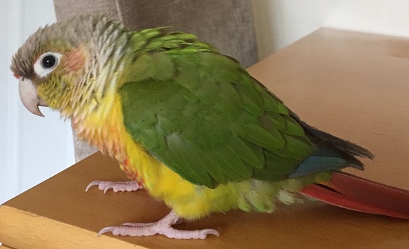 Meet Beaker the Green-cheeked Conure - Northern Parrots