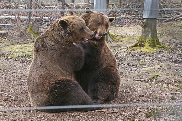 The World's Happiest Bears Just Got Even Happier - Northern Parrots