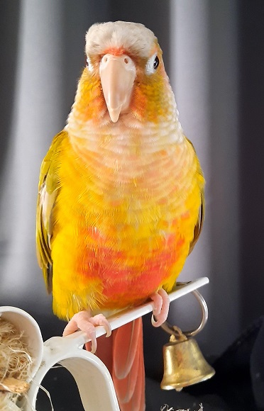 Meet Billy The Service Bird - Northern Parrots