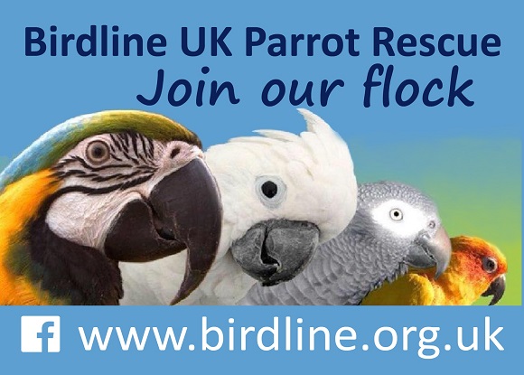 About Birdline Parrot Rescue – Join the Flock - Northern Parrots