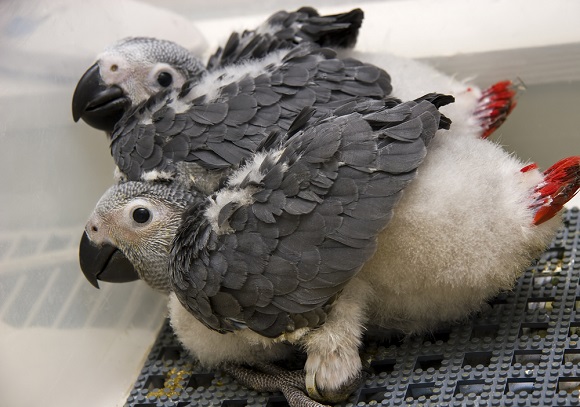 Training Baby Parrots - Northern Parrots