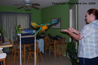 Introducing Parrots To New People - Northern Parrots