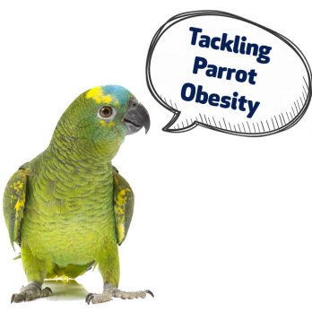 How to Stop Your Parrot From Becoming Obese - Northern Parrots