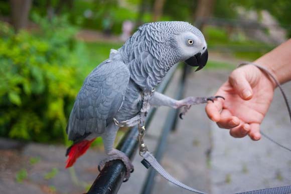 Socialising A Parrot With Family Members And Friends - Northern Parrots