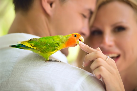 Buying Birds and Parrots - Northern Parrots