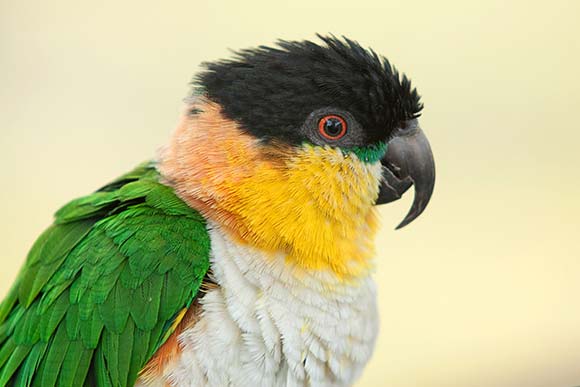 Caique parrot store