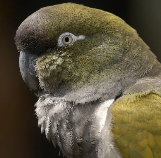 Large Conure Feeding Guide - Northern Parrots