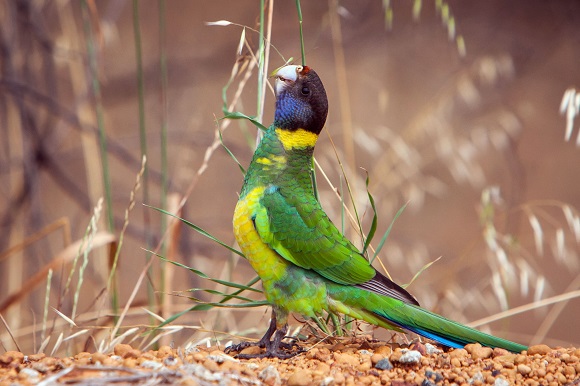 What We Can Learn From Parrots - Northern Parrots