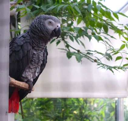 How To Keep Your Parrot The Right Temperature - Northern Parrots