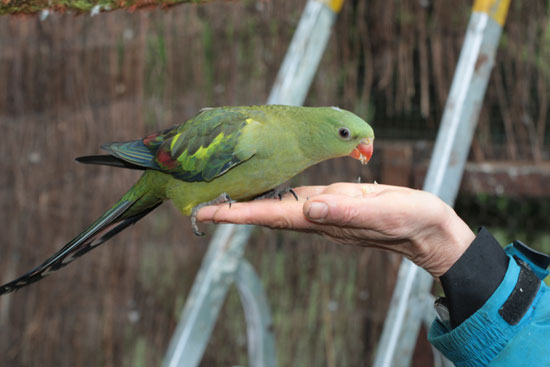 How to Teach Your Parrot To Step Up - Northern Parrots