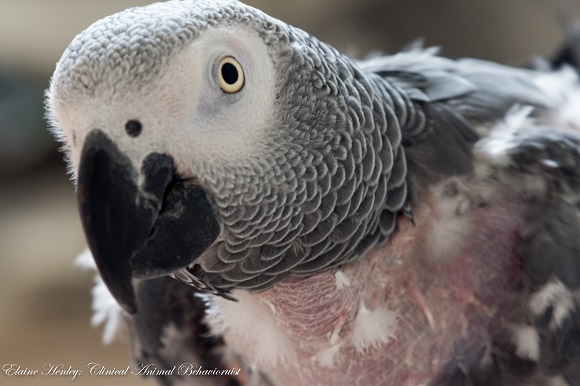 Feather Destructive Behaviour Part One - Northern Parrots