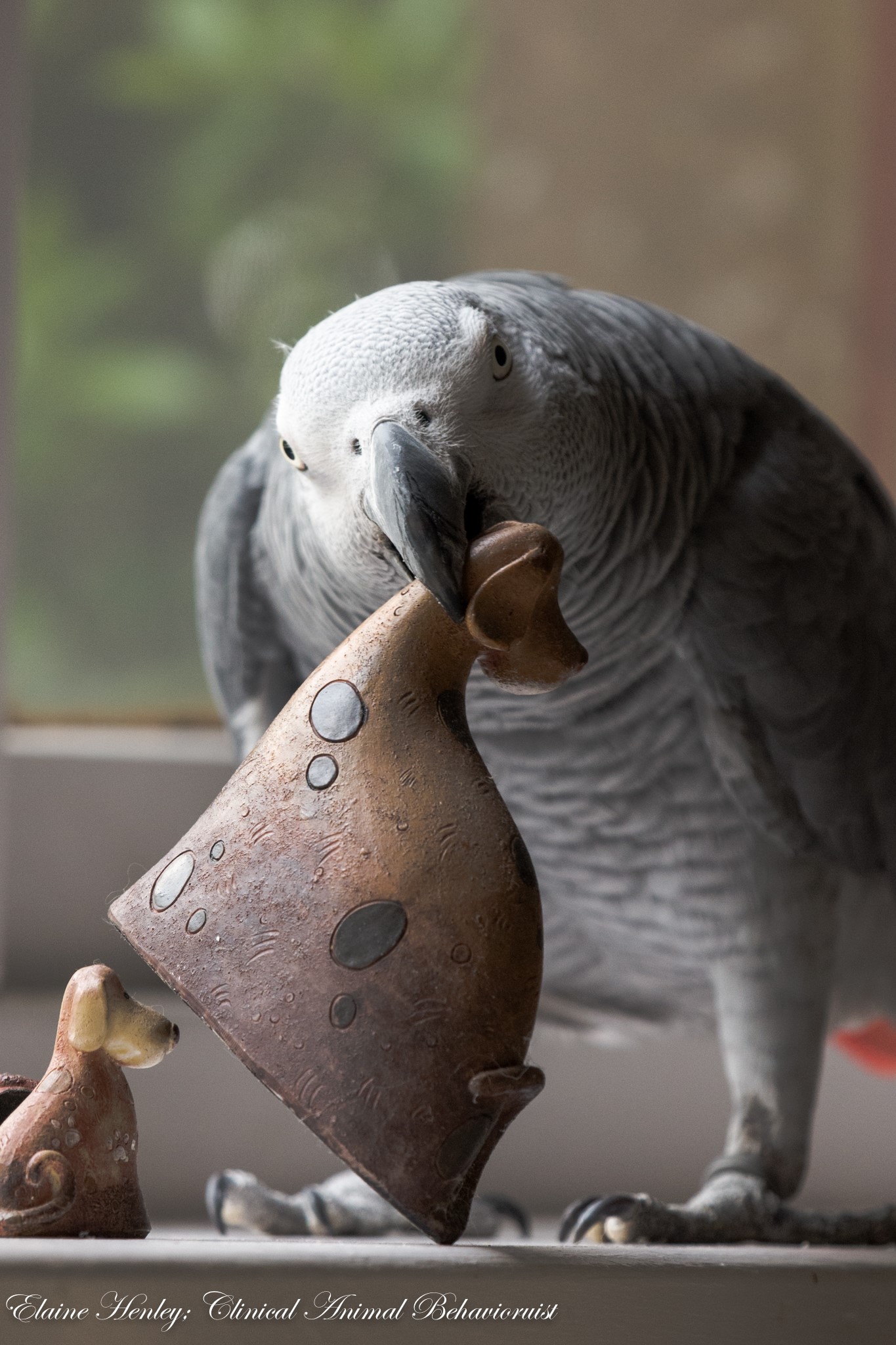 How To Stop Your Parrot Feeling Scared And Manage Fear - Northern Parrots