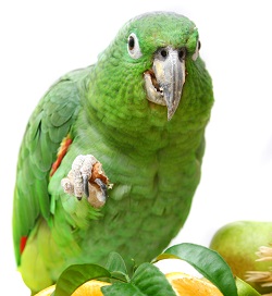 Go Cook For Your Parrot On November 1st - Northern Parrots