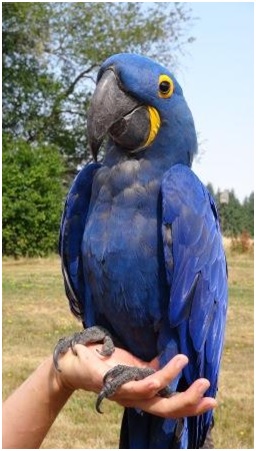 5 Things You Need To Know About Parrots - Northern Parrots