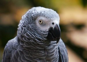 Normal Vocalisations For Parrots - Northern Parrots