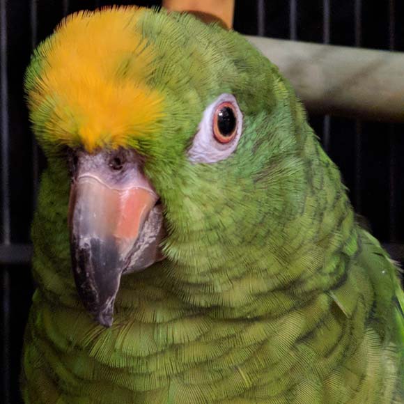 Meet My Parrot: Cleo the Yellow-crowned Amazon - Northern Parrots