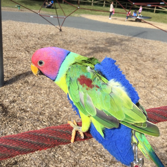 Meet Mango the Plum-headed Parakeet - Northern Parrots