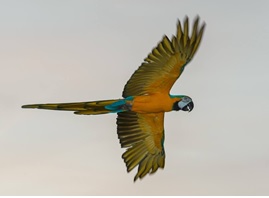 Advice On Travelling With Your Parrot - Northern Parrots