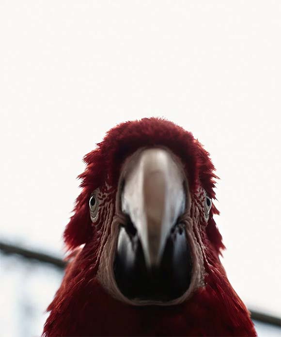 What Does A Parrot Know About PTSD - Northern Parrots