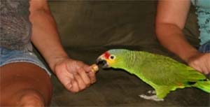 Are You Teaching Your Parrot To Bite? Why Parrots Bite - Northern Parrots
