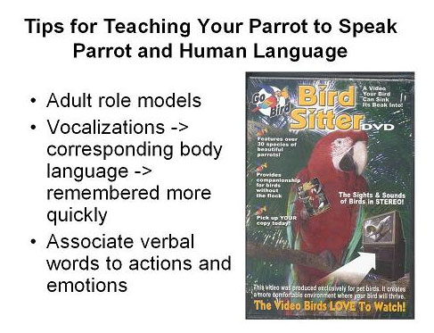 Five Top Tips To Teach Your Parrot To Speak - Northern Parrots
