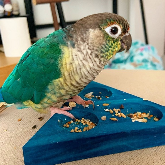 Why Parrots Need Fats In Their Diet - Northern Parrots