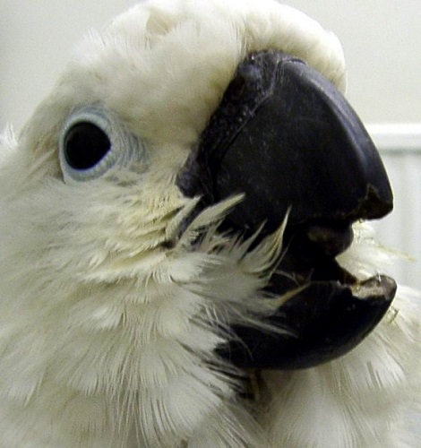 Psittacine Beak And Feather Disease Virus PBFD - Northern Parrots