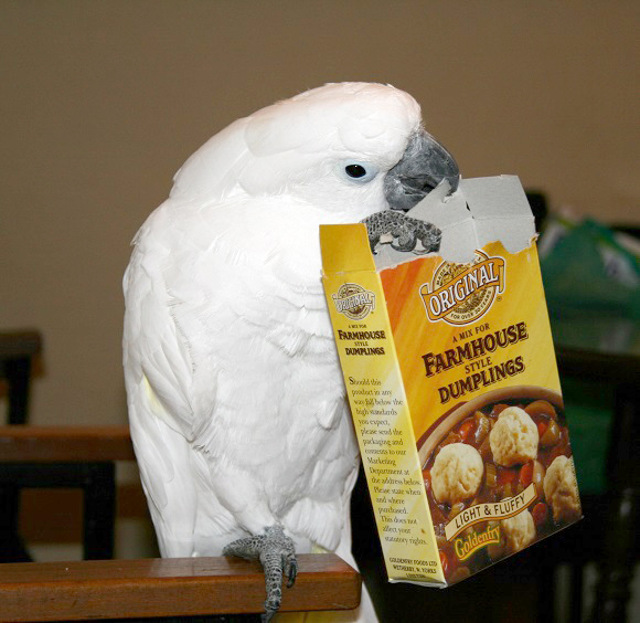 Advice For New Parrot Owners - Northern Parrots