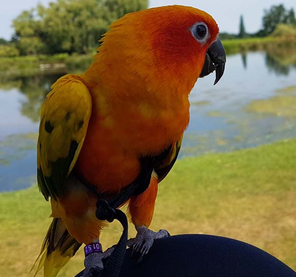 Meet SunSun the Sun Conure - Northern Parrots