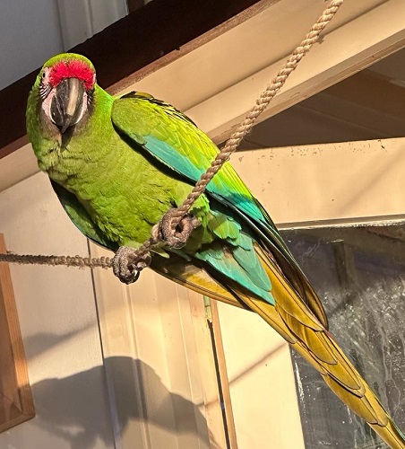 How Dot Schwarz Found Her Lost Parrots - Northern Parrots
