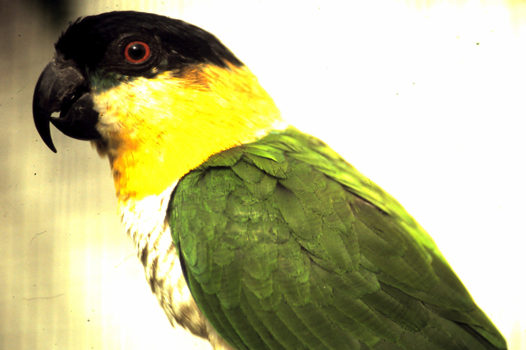 Black-Headed Caique Fact Sheet - Northern Parrots