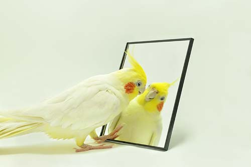 Preparing For Your First Cockatiel - Northern Parrots