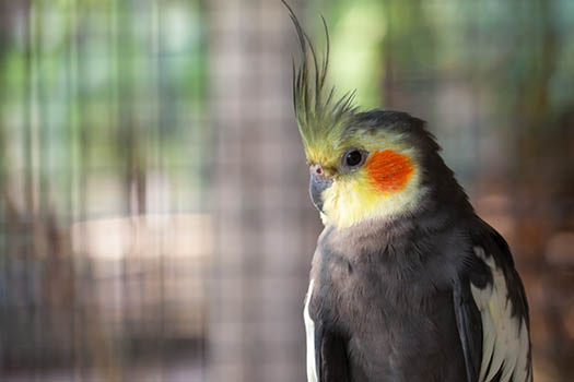 Northern Parrots National Cockatiel Day - Northern Parrots
