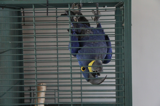 Fracture Repair in Parrots - Northern Parrots