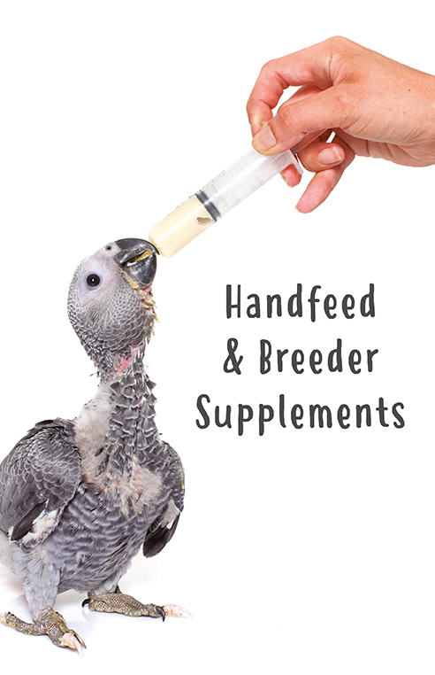 Parrot Hand-Feed | Products Reviewed and How To Use Guide - Northern ...