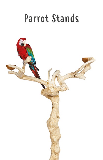 Parrot Stands | Product Review and How To Use Guide - Northern Parrots