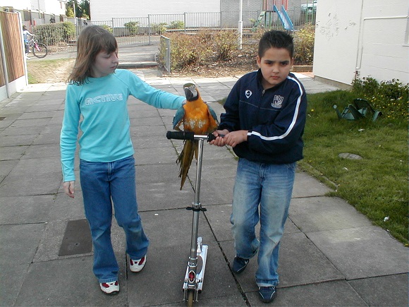 Do Parrots Get Along With Children - Northern Parrots