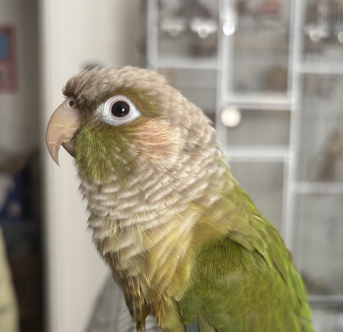 How To Bond With & Tame Your Parrot - Northern Parrots