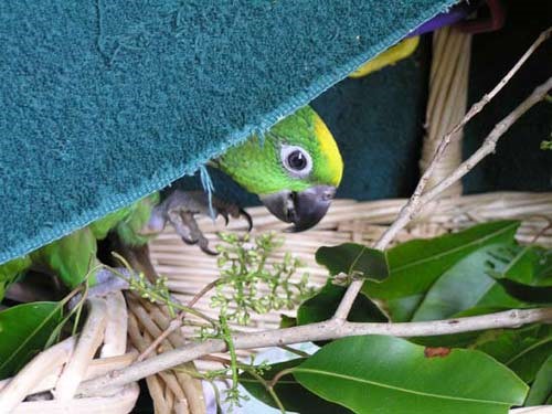 How And Why Delayed Fledging Helps Young Parrots - Northern Parrots