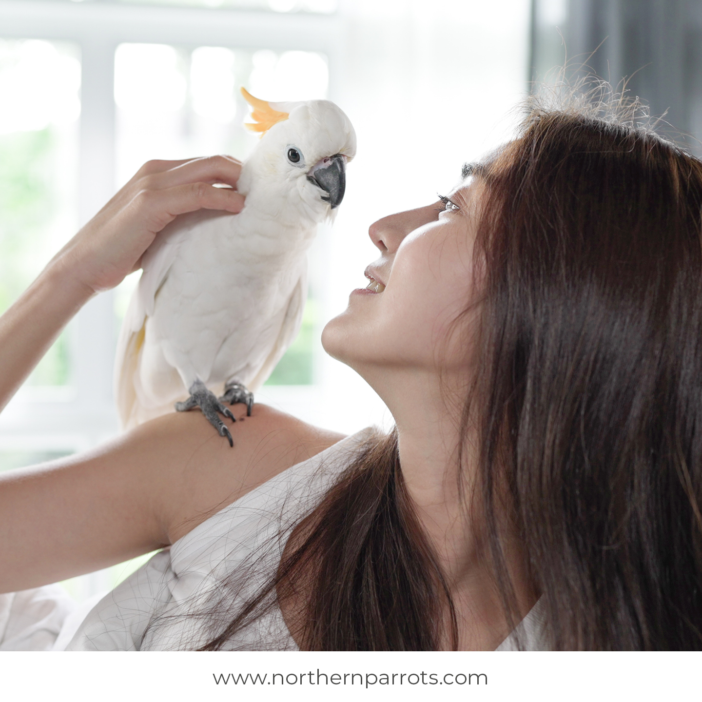 Which Parrot is Right for Me? - Northern Parrots