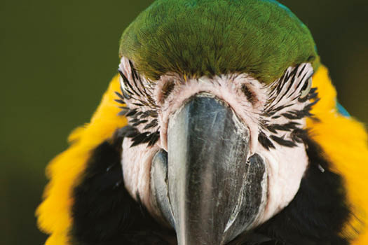 Do Animals Bluff? - Northern Parrots