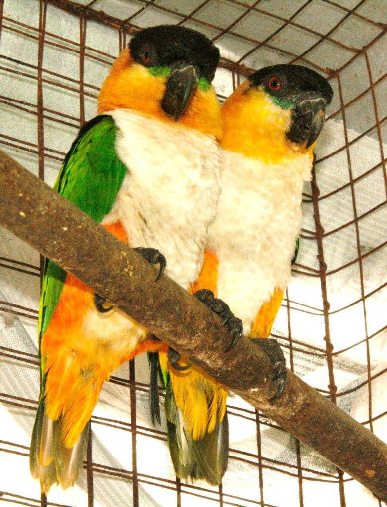 Breeding Parrots - Northern Parrots